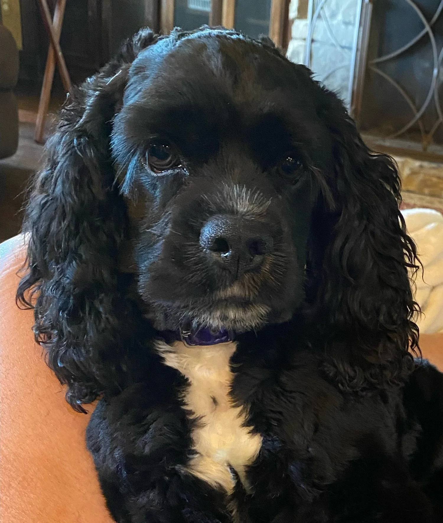East Texas Cockapoos and Goldendoodles