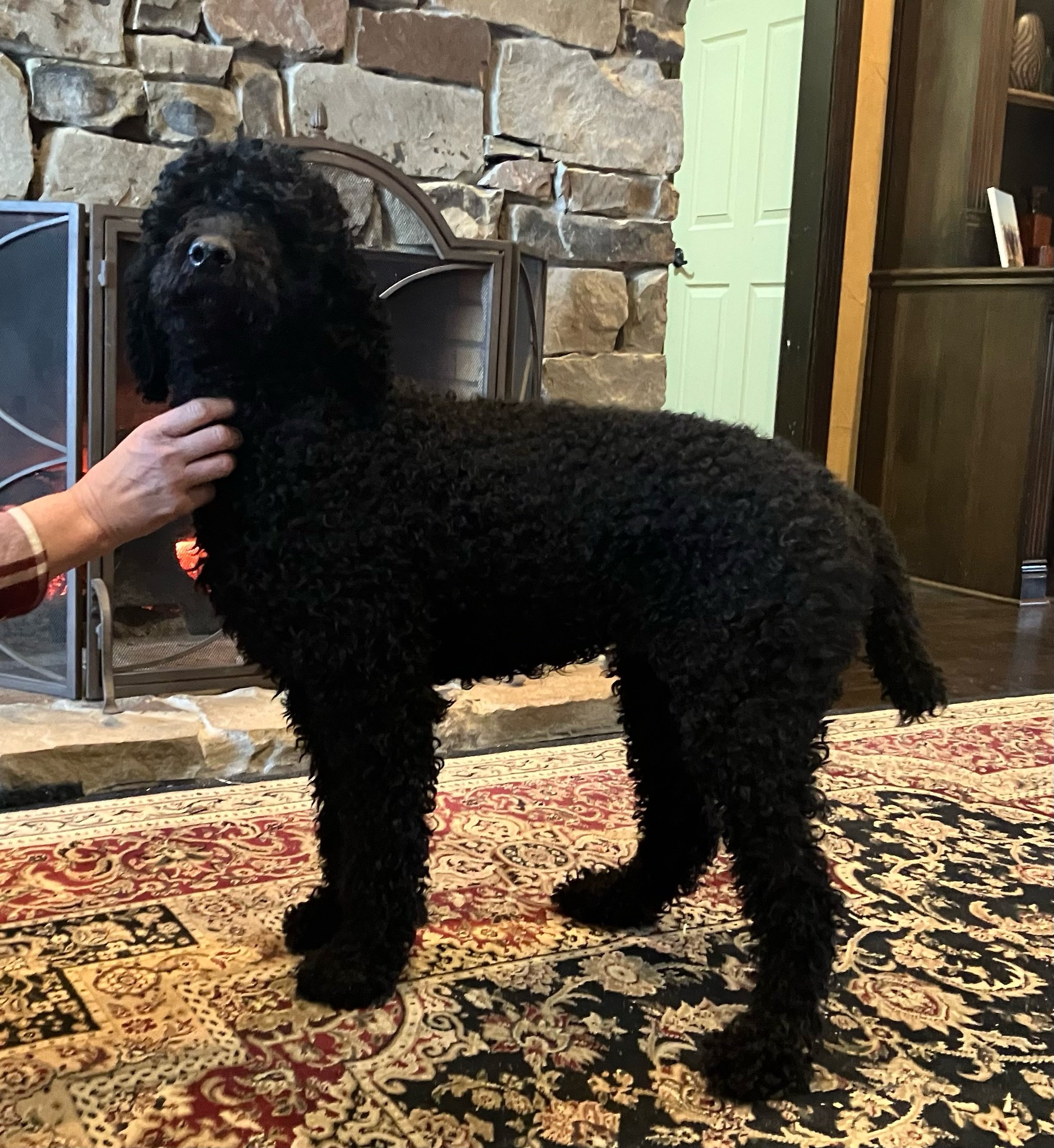 Our Dogs — East Texas Cockapoos and Goldendoodles