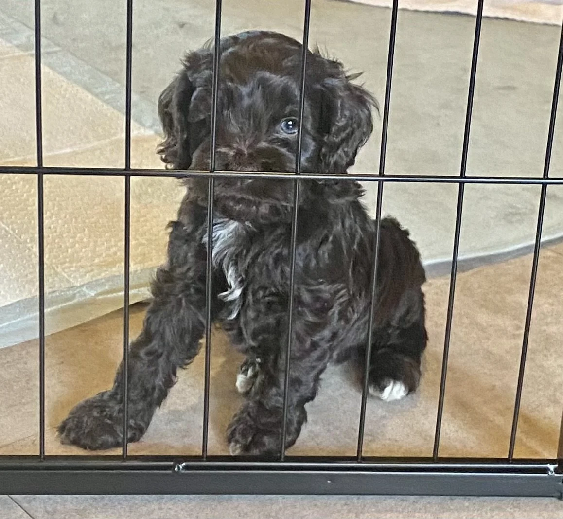 Photos — East Texas Cockapoos and Goldendoodles