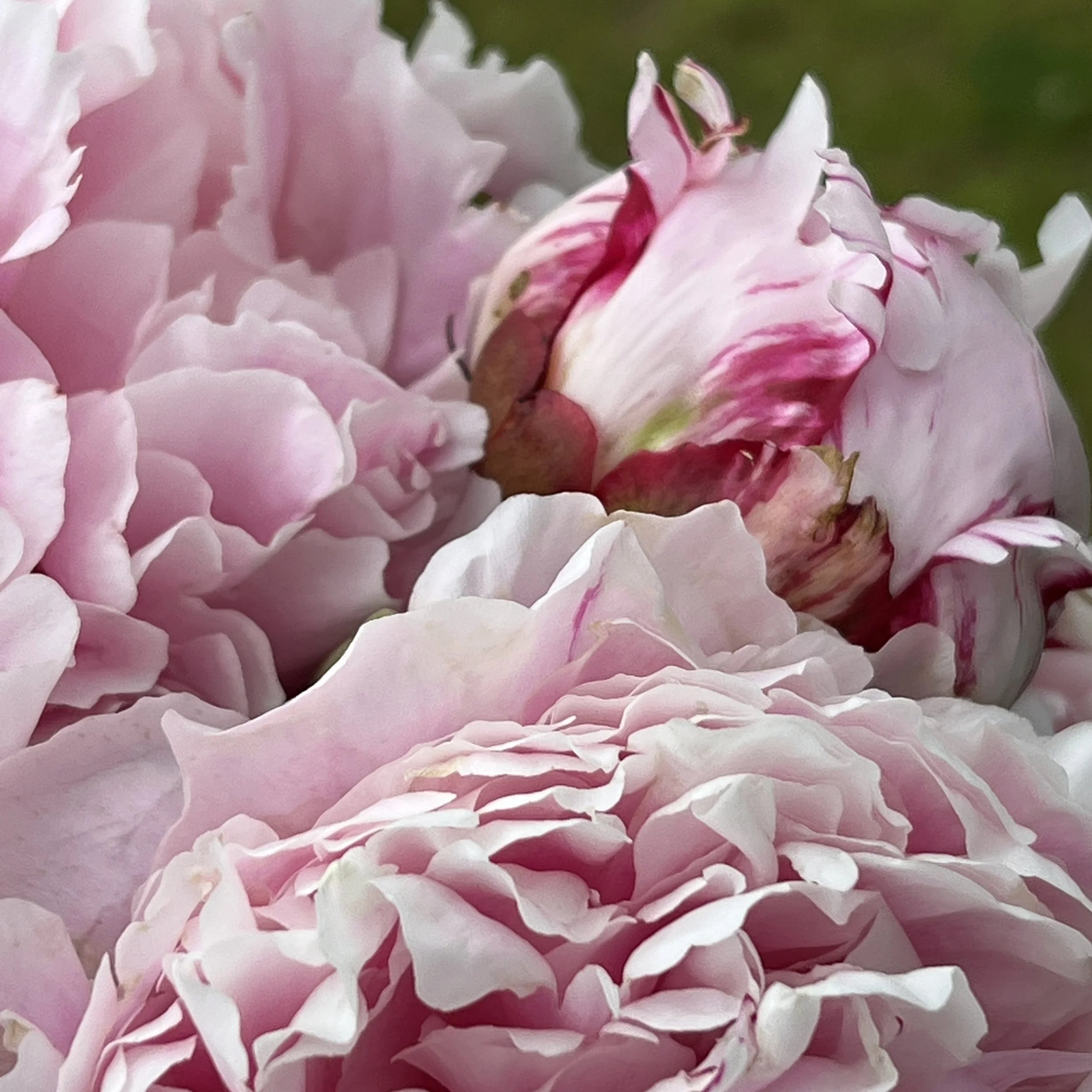 FLOUER FLOWER FARM — FLOUER