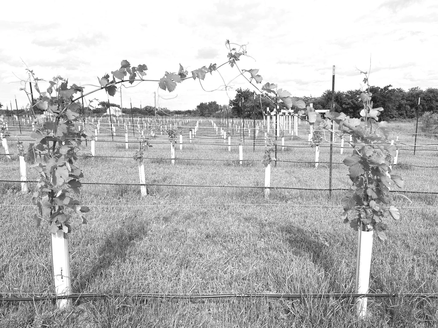 5 Fifty-Five Vineyard and Winery || Join the Wine Club | Discover ...