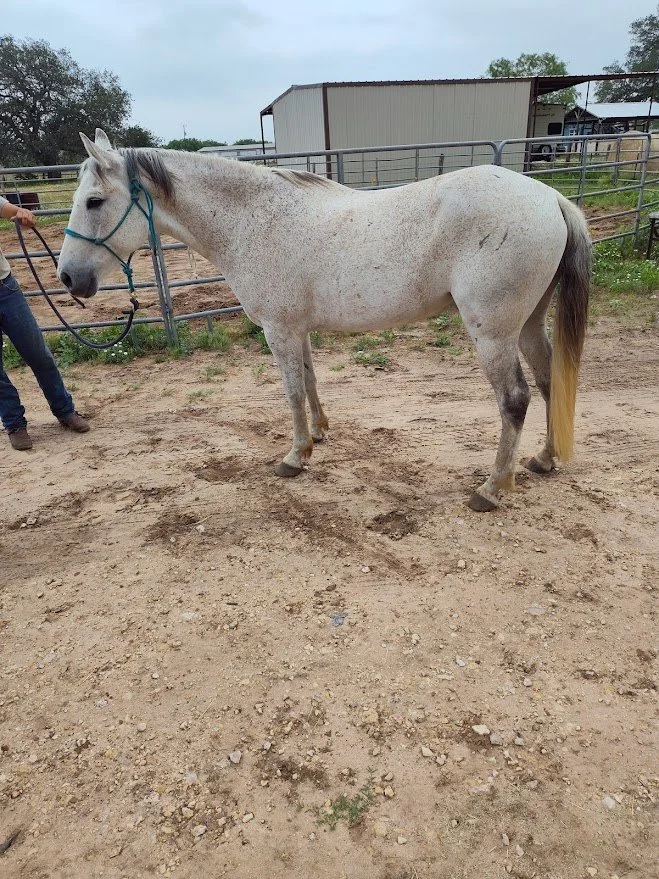 Horses For Sale — Keith Ranches
