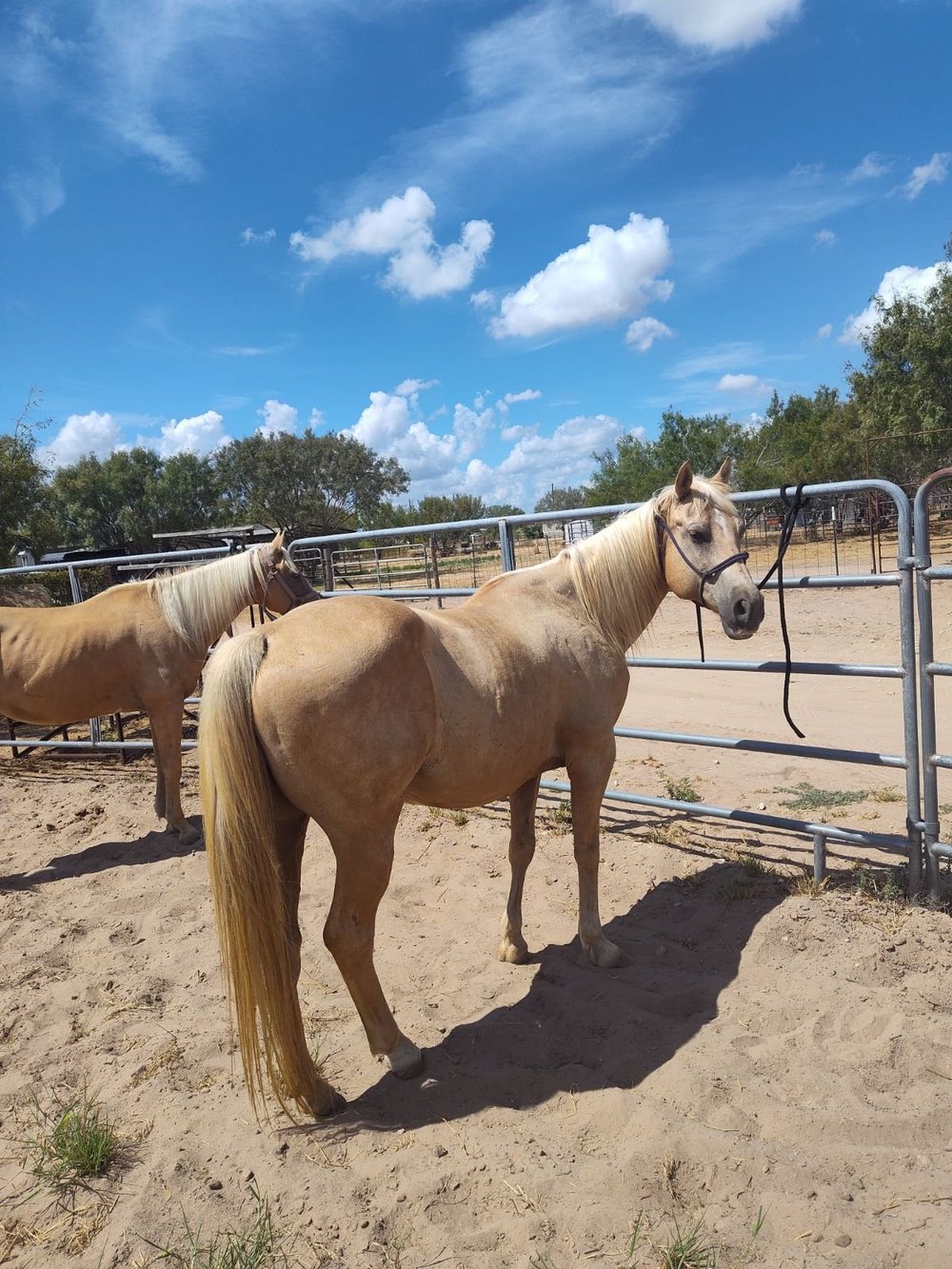 Horses For Sale — Keith Ranches