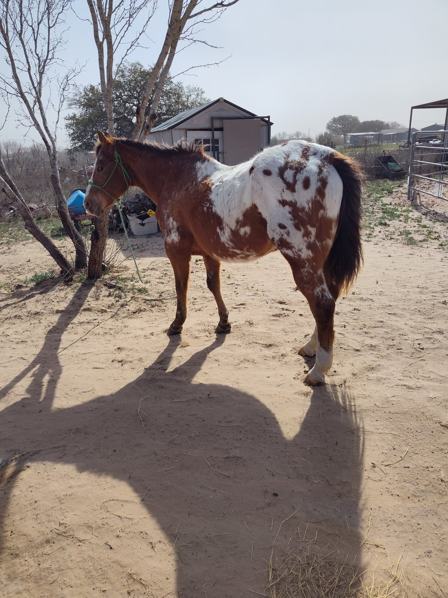 Horses For Sale — Keith Ranches