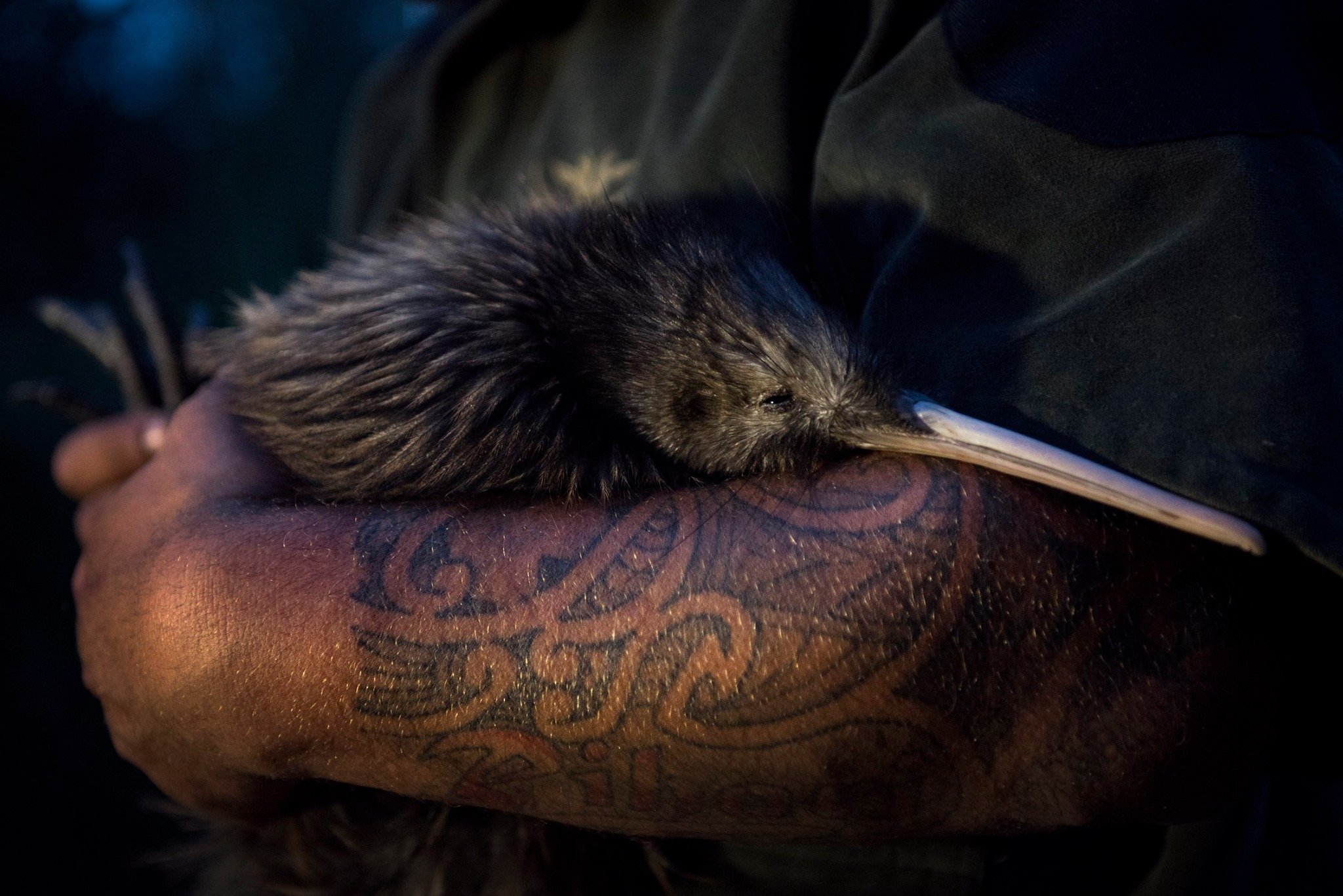 Whakatāne Kiwi Trust