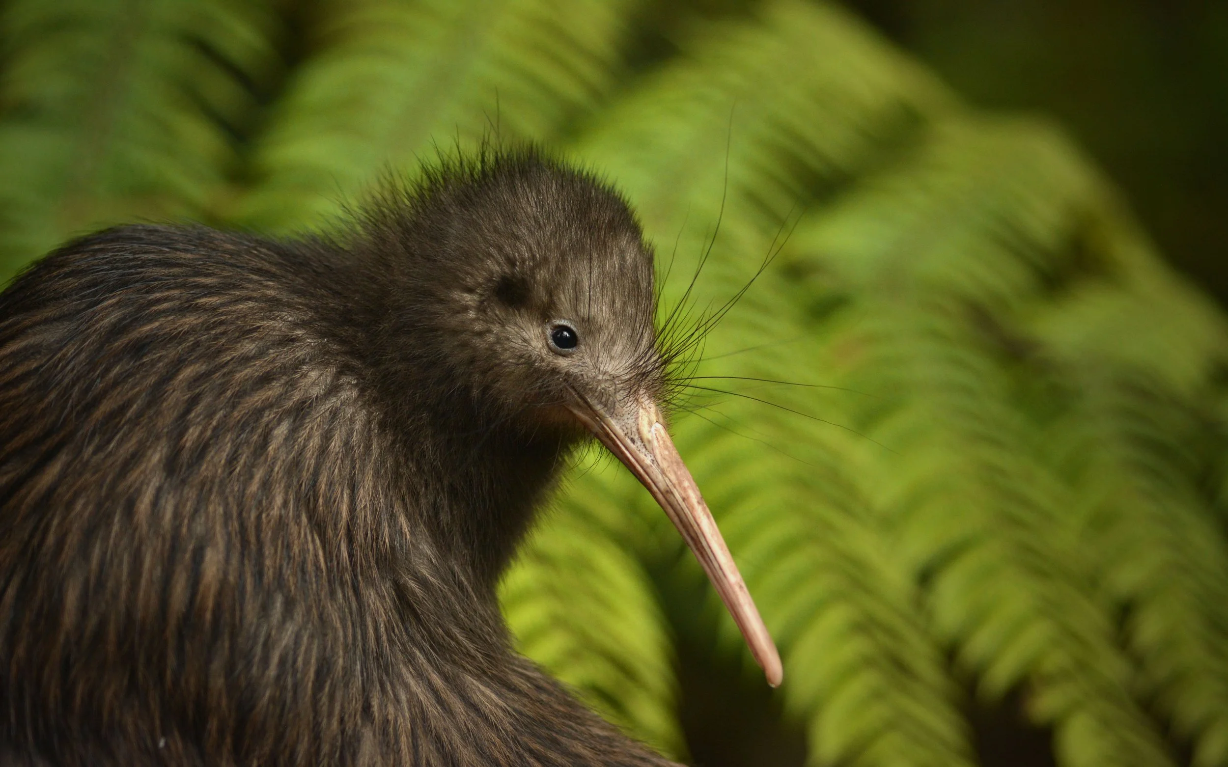Whakatāne Kiwi Trust