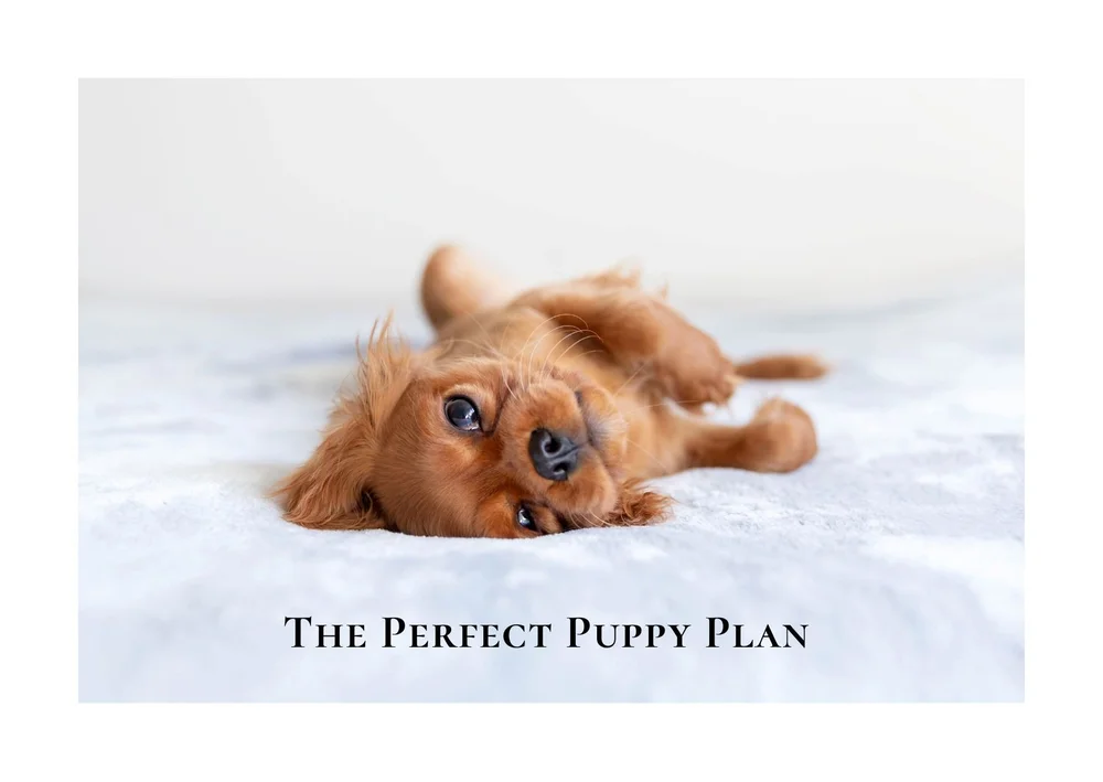 The Perfect Puppy Training Plan: Potty Training, Socialization ...
