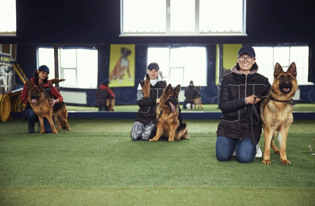 From Passion to Profession: Building Your Dog Training Business from ...