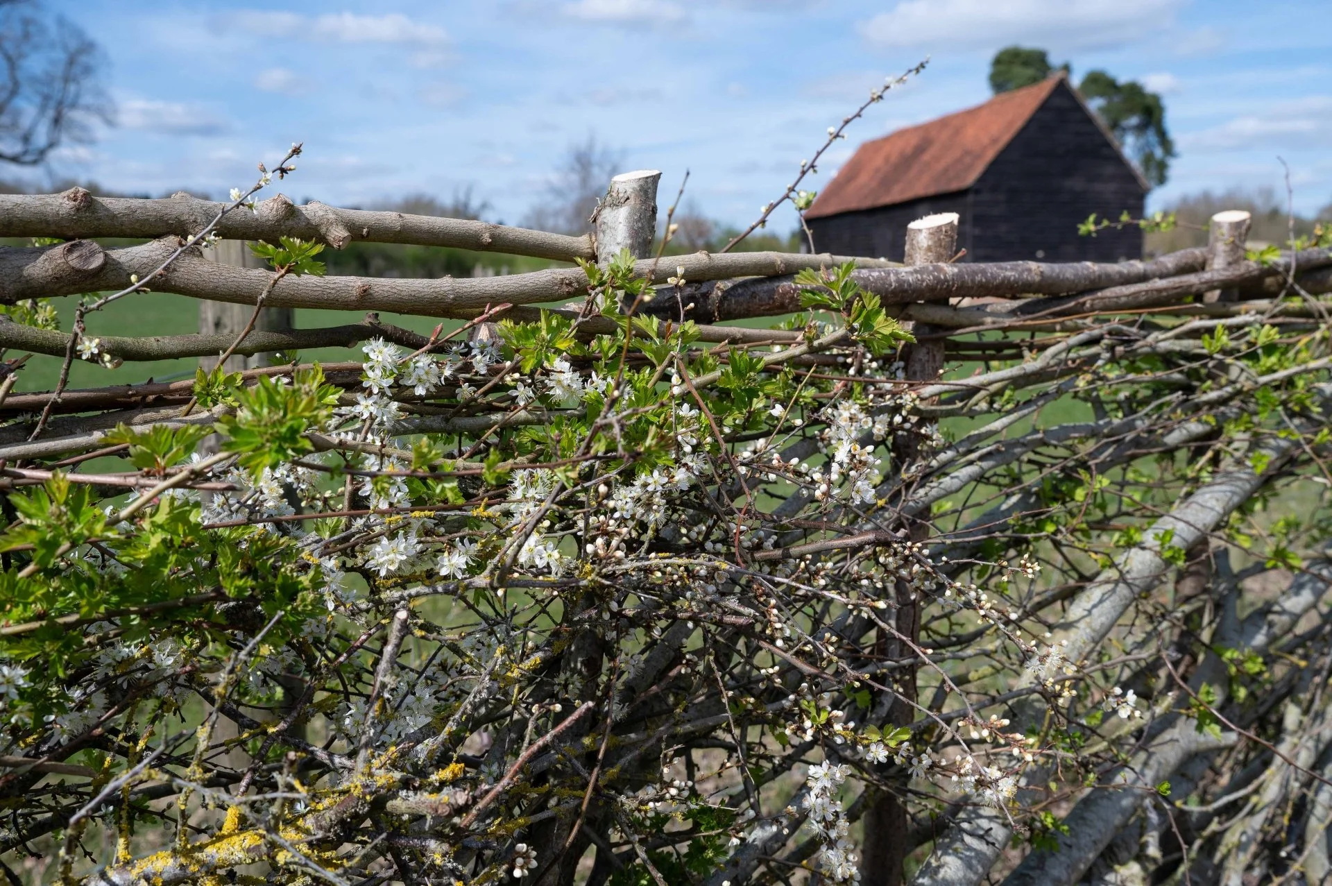 The Traditional Skill of Hedge-laying — Chiltern Open Air Museum