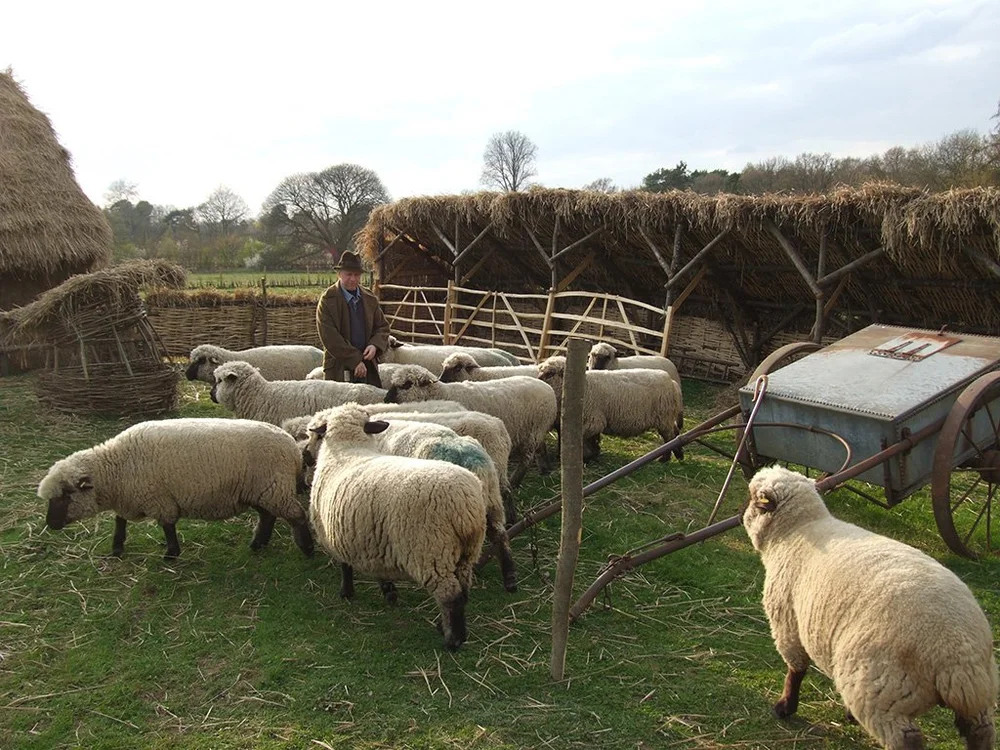 Traditional Chiltern Lambing Fold - Blogs — Chiltern Open Air Museum
