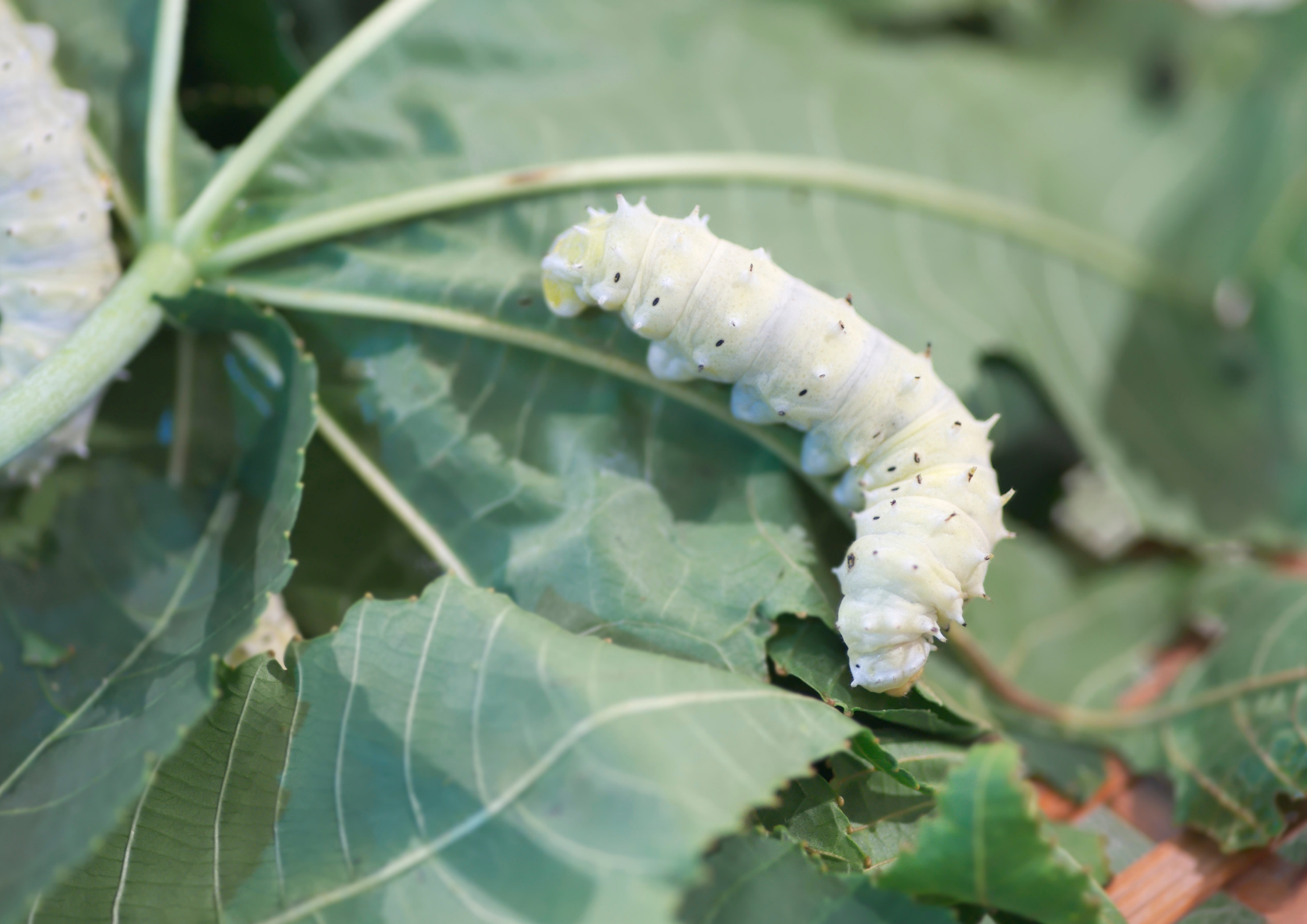 New research on silkworm moths inspires potential advancements in ...