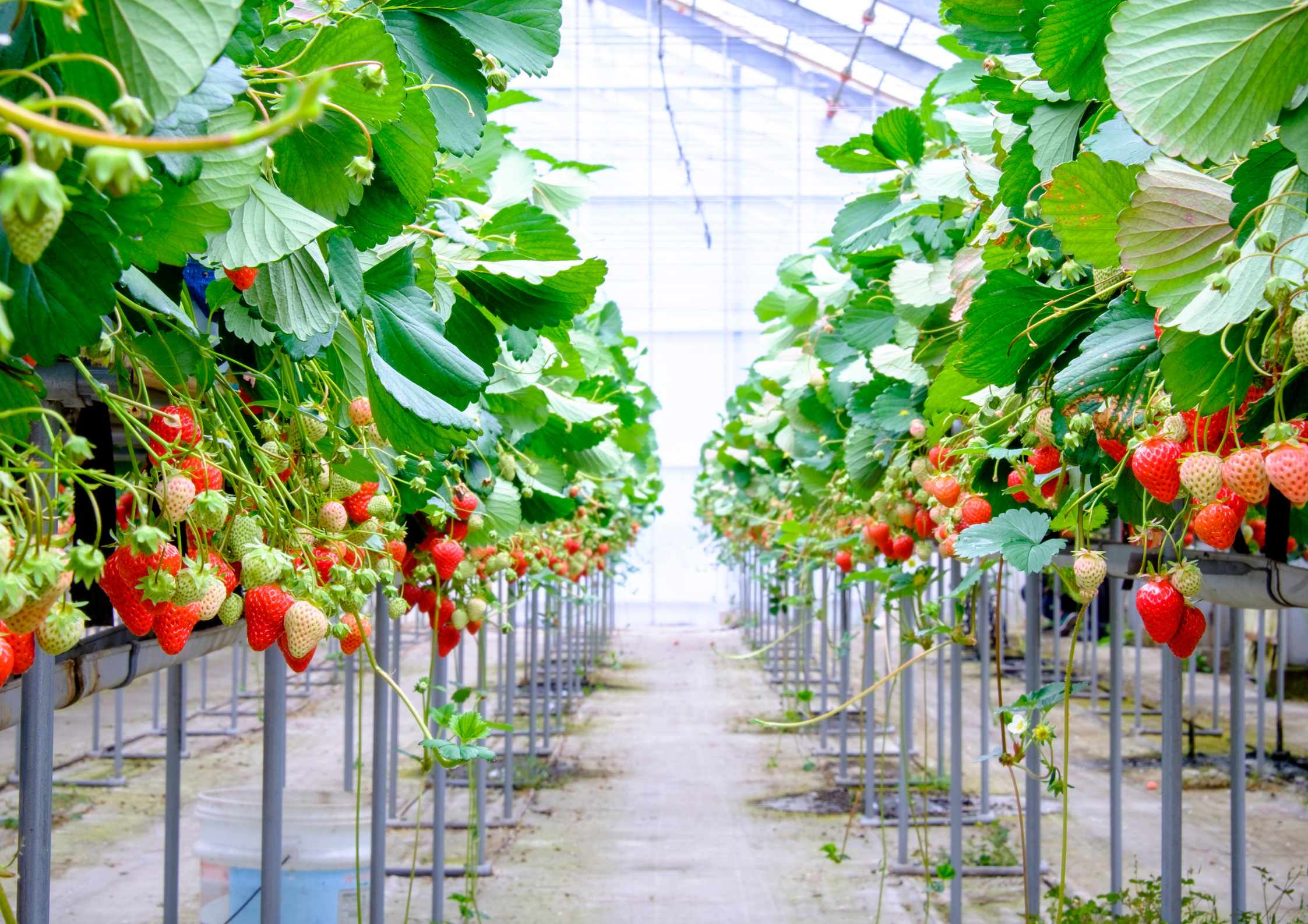 University of Florida digital twin boosts AI tools for farms, cuts costs | ETIH EdTech News ...