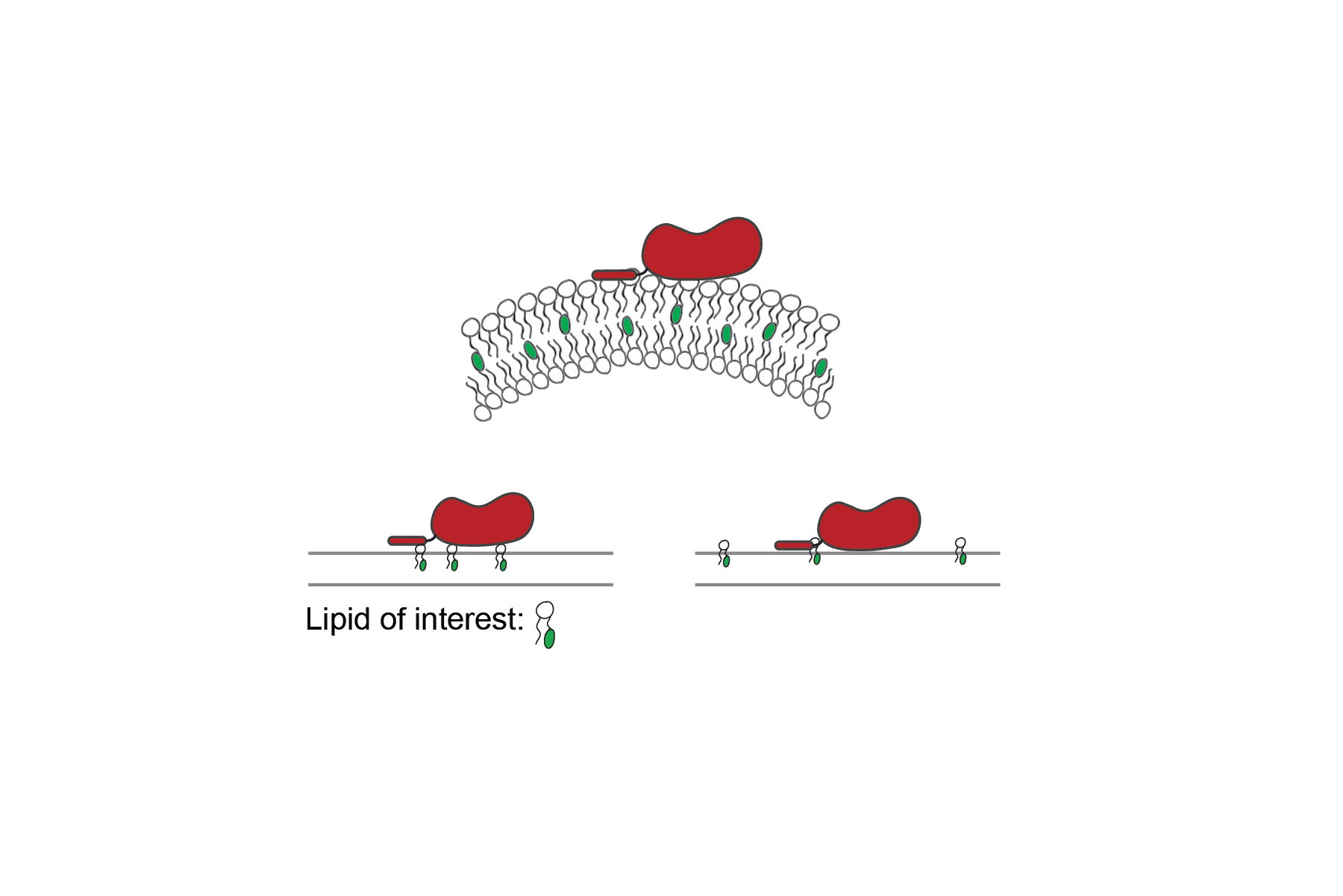 Lipid-Protein Interactions — Smith Lab