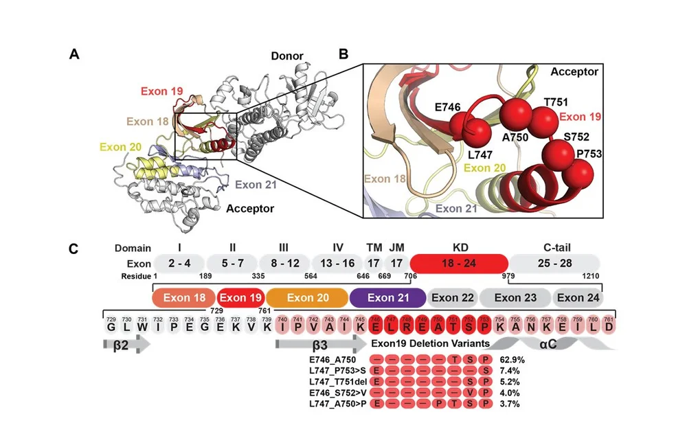 EGFR Mutants in Lung Cancer — Smith Lab