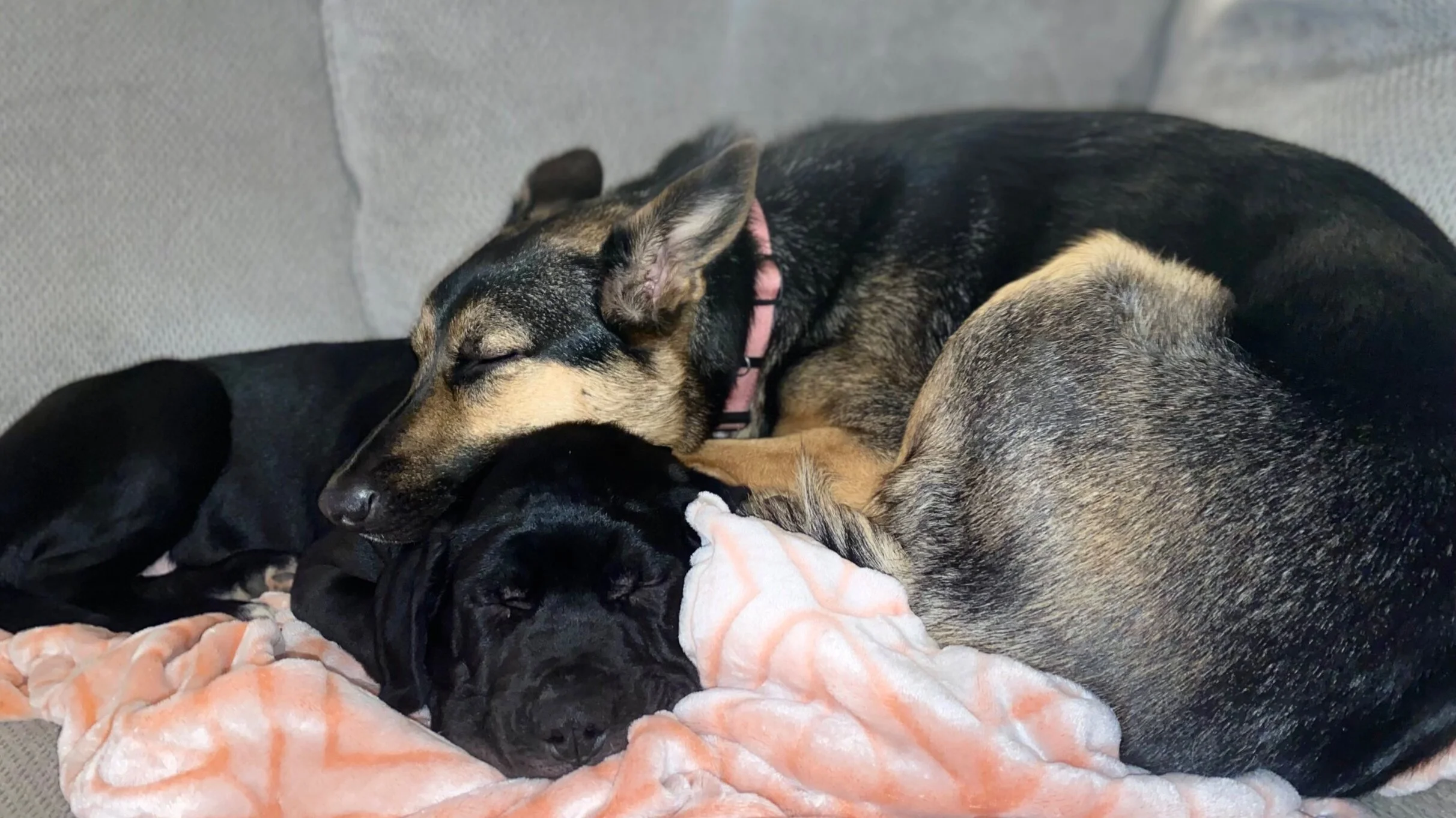 Riley’s Rowdy Crew