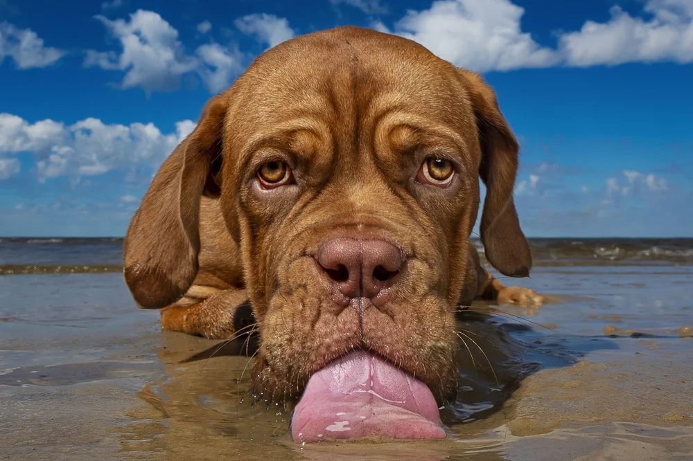 South Shore Animal Services