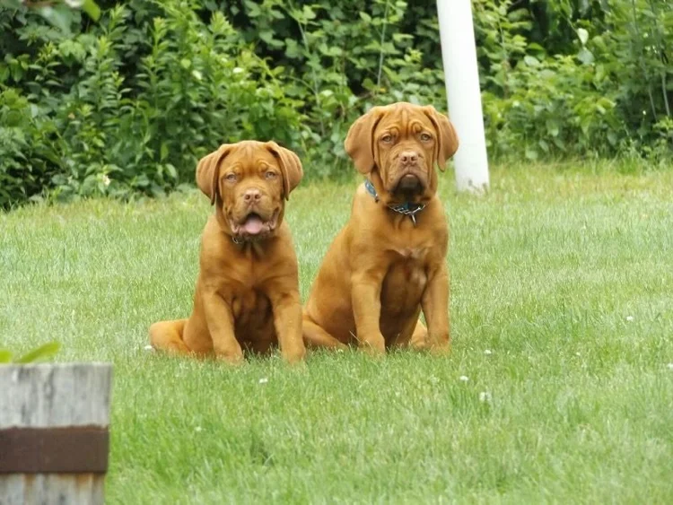 South Shore Animal Services