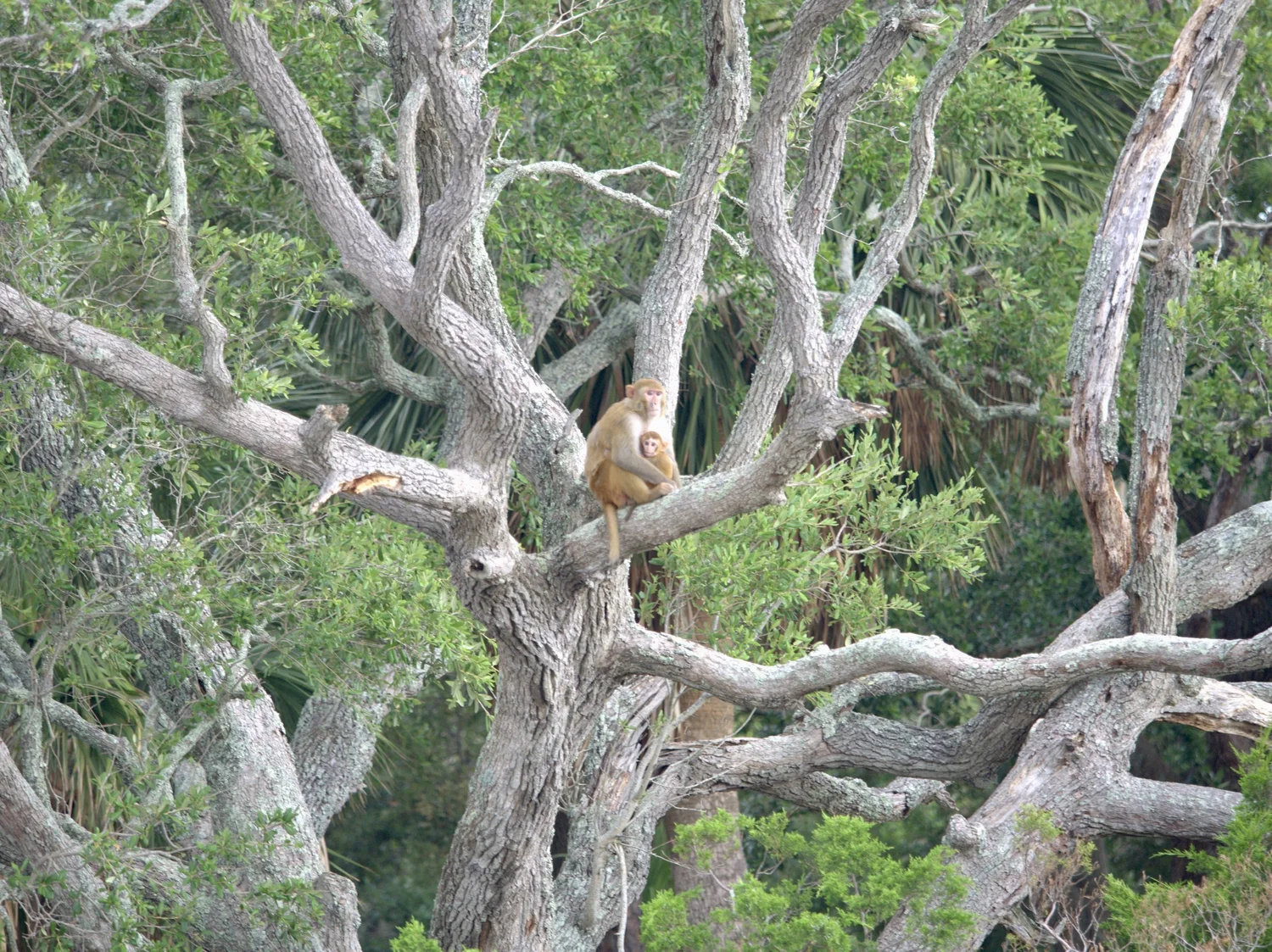 Monkey Island & ACE Basin Boat Tours in Beaufort, SC — Beaufort Dolphin ...