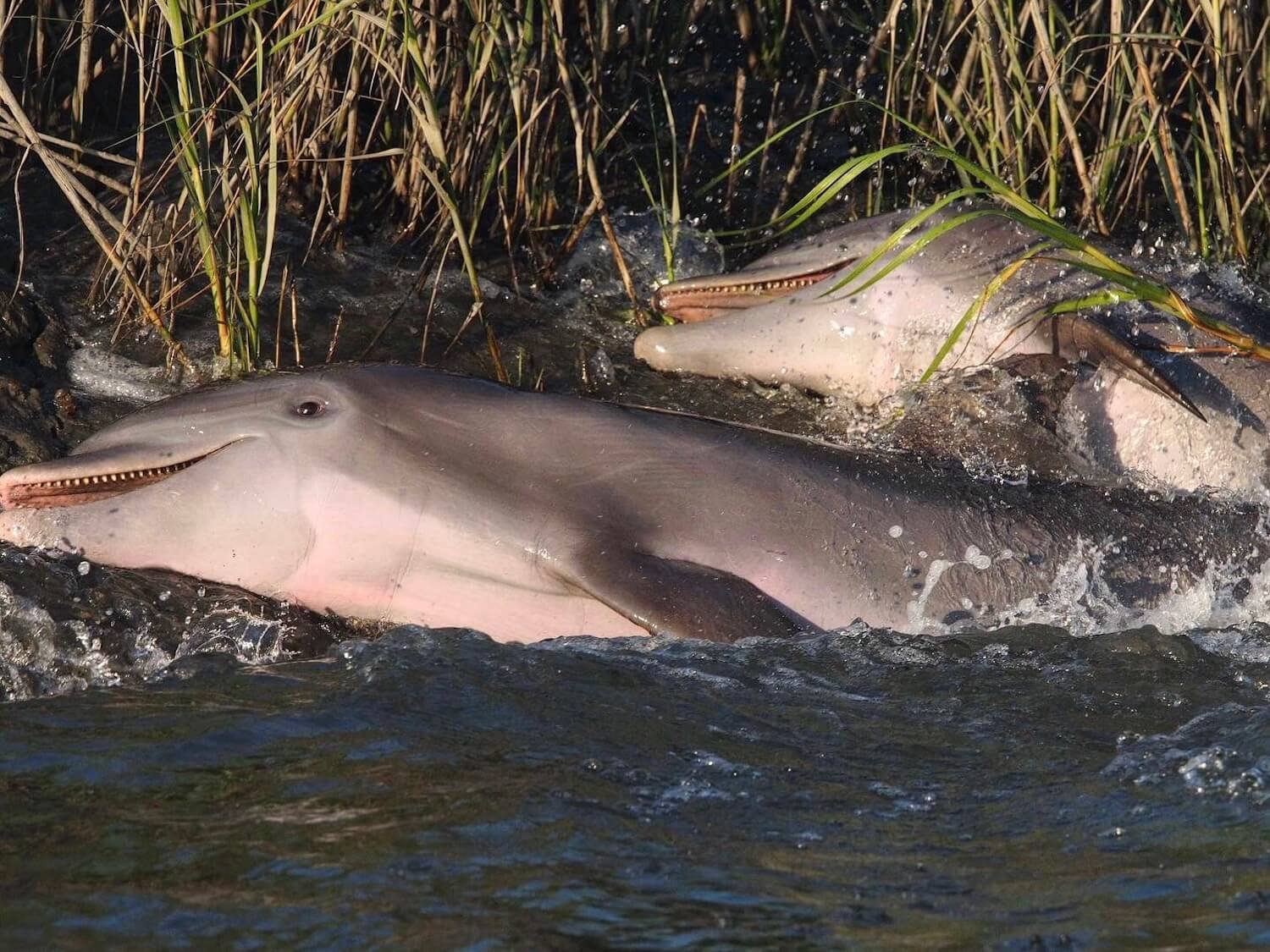 Tamanend's Bottlenose Dolphins - New Species In Beaufort SC — Beaufort ...
