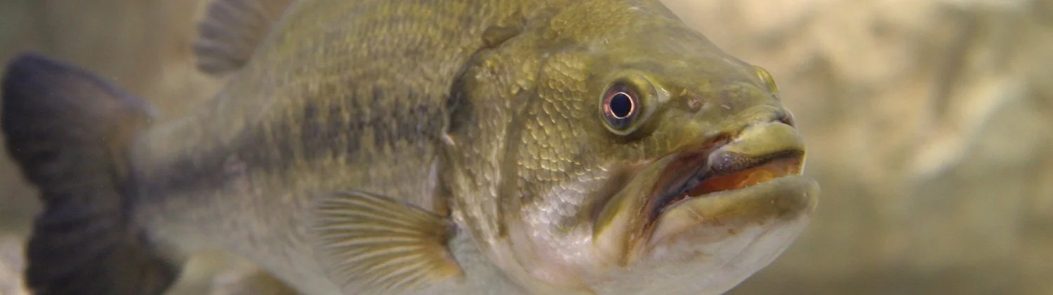 Fishing in Kuttawa, Ky on Lake Barkley — Kuttawa, Ky Tourism Commission