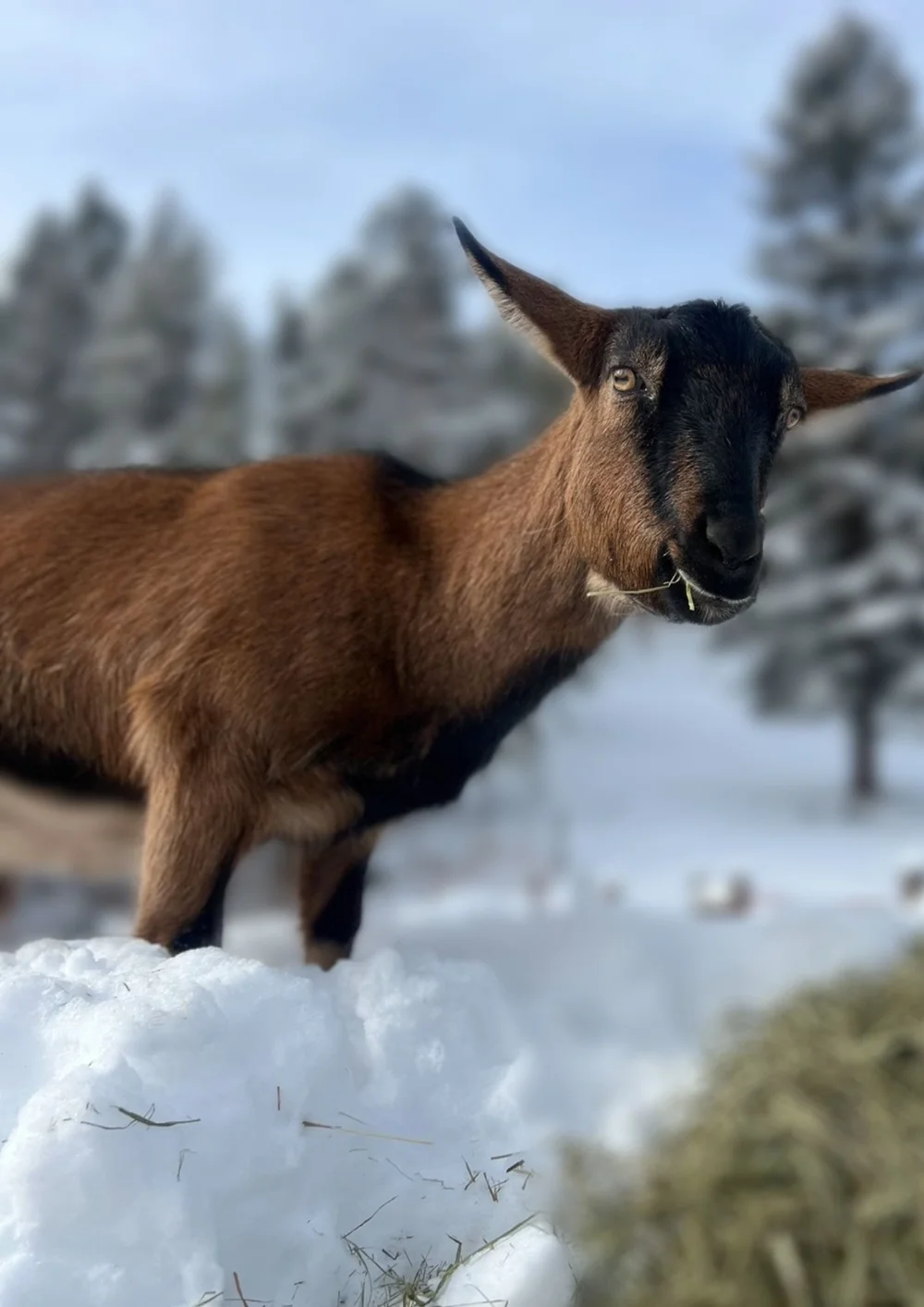 GuidedGoatHikesGuided Goat Hikes