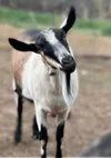 GuidedGoatHikesGuided Goat Hikes