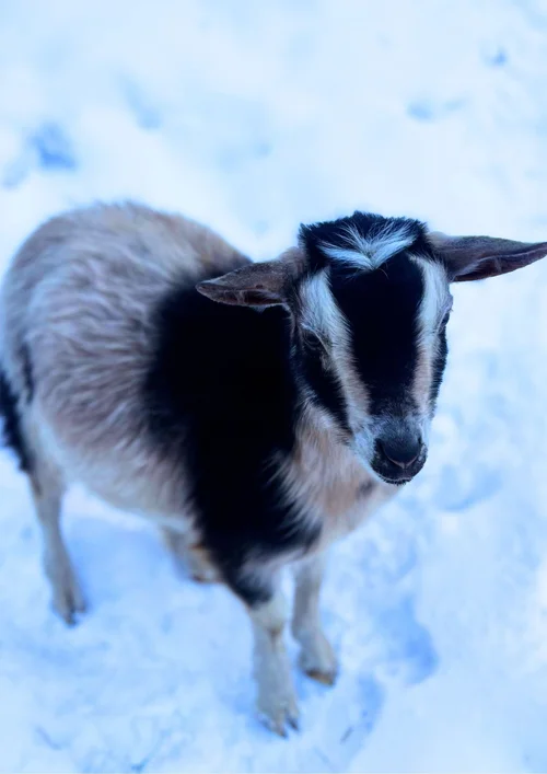 GuidedGoatHikesGuided Goat Hikes