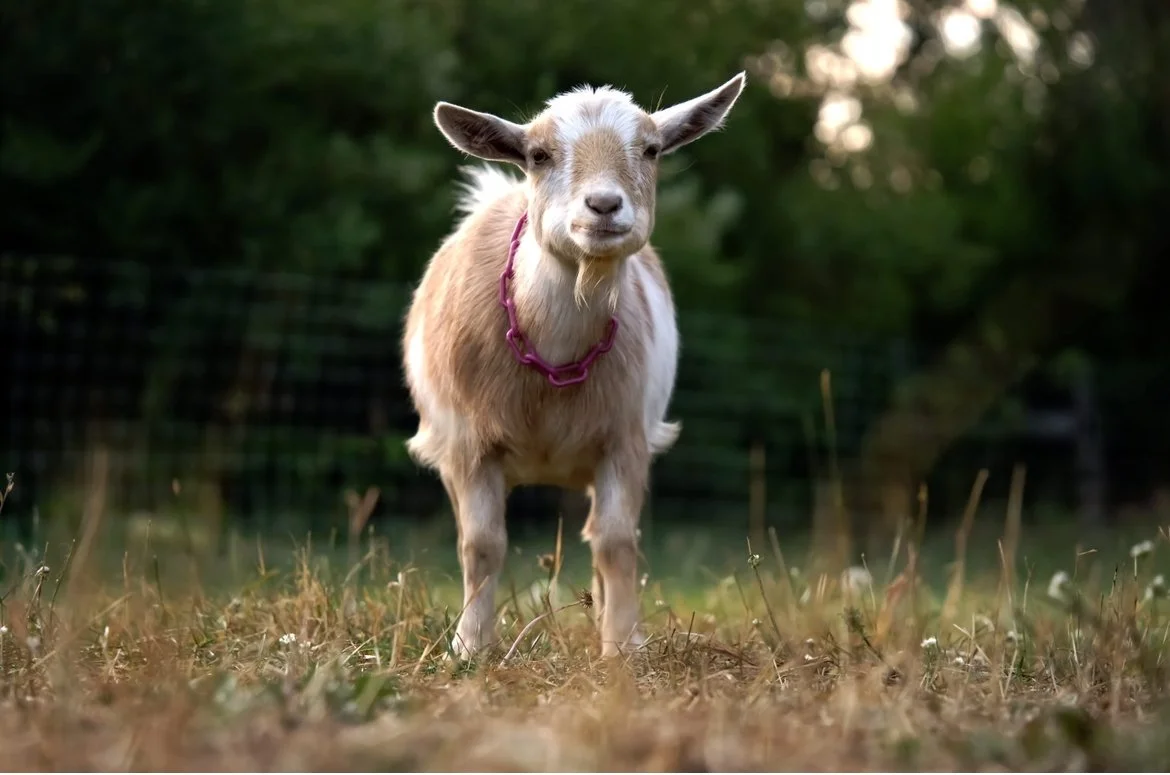 GuidedGoatHikesGuided Goat Hikes