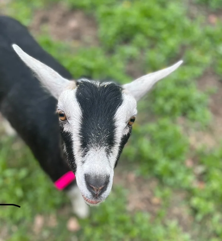GuidedGoatHikesGuided Goat Hikes