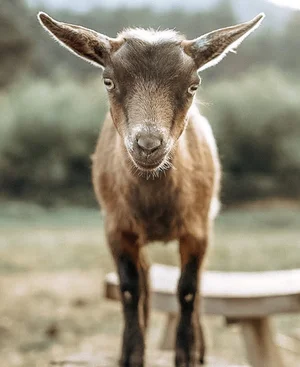 GuidedGoatHikesGuided Goat Hikes