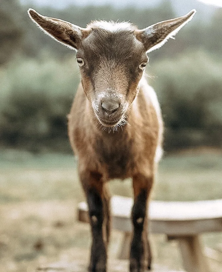 GuidedGoatHikesGuided Goat Hikes