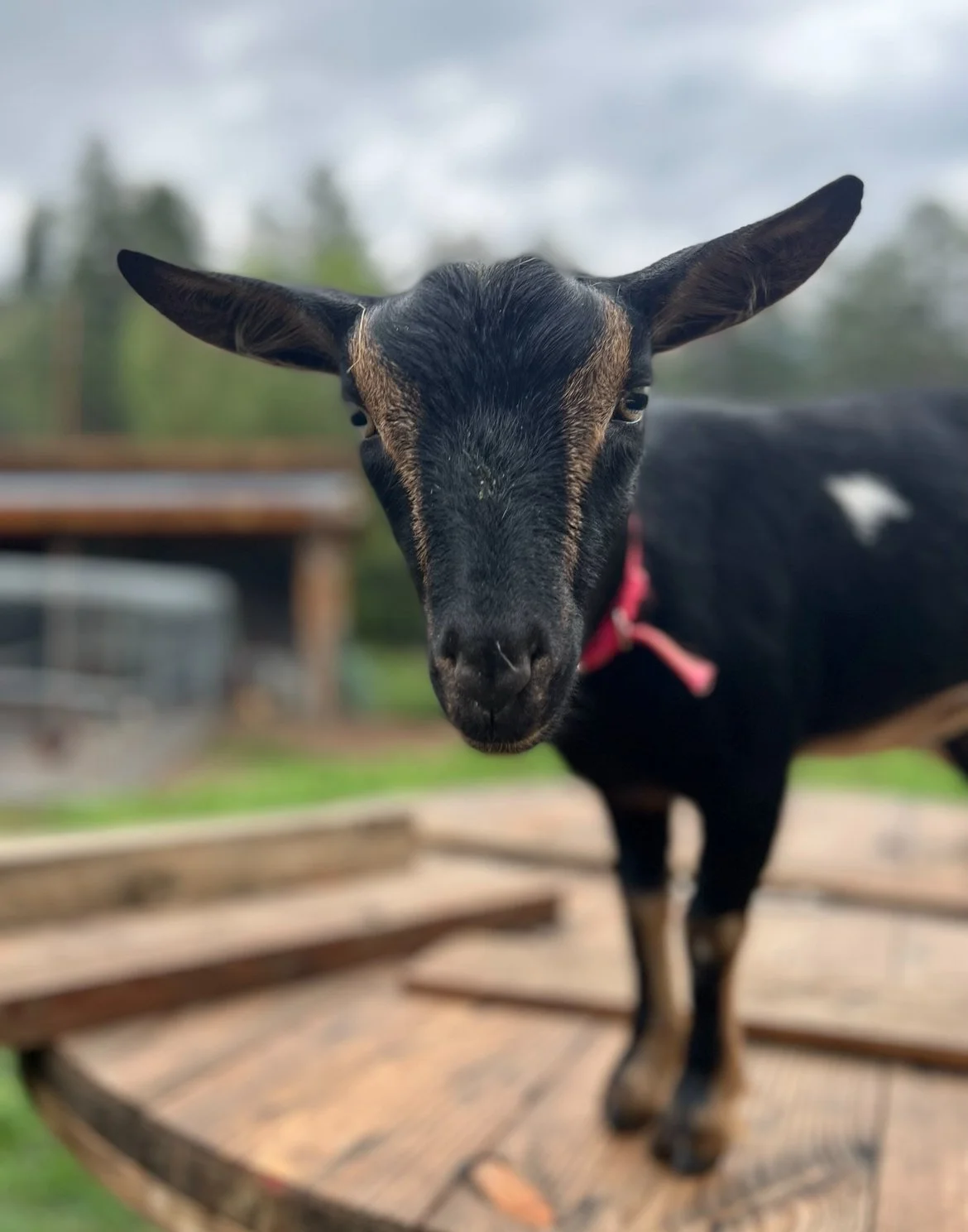 GuidedGoatHikesGuided Goat Hikes