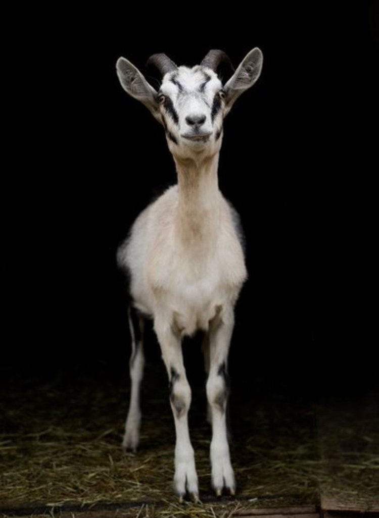 GuidedGoatHikesGuided Goat Hikes