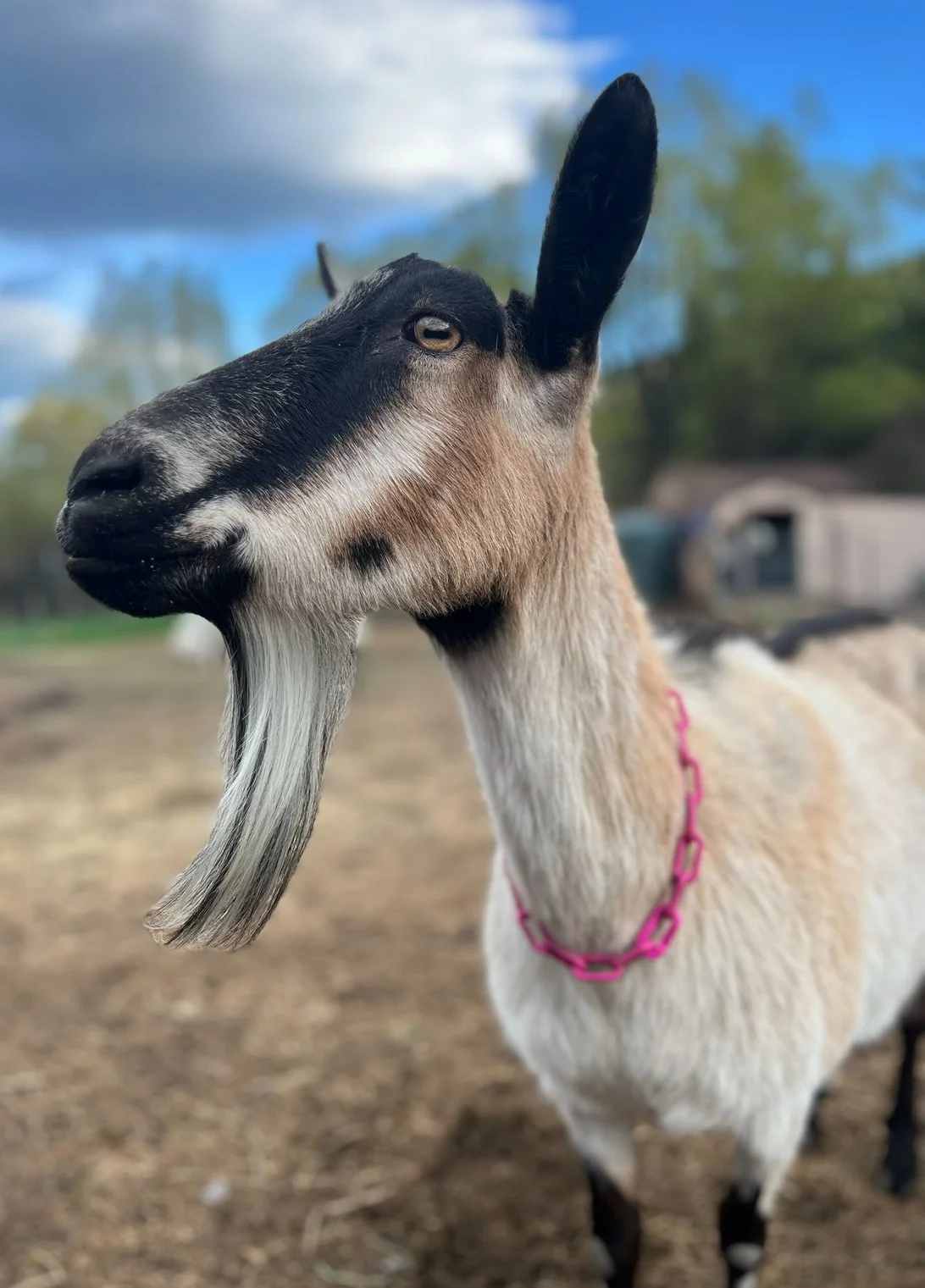 GuidedGoatHikesGuided Goat Hikes