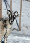 GuidedGoatHikesGuided Goat Hikes