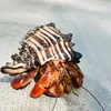 Crustacean Plantation Inc.