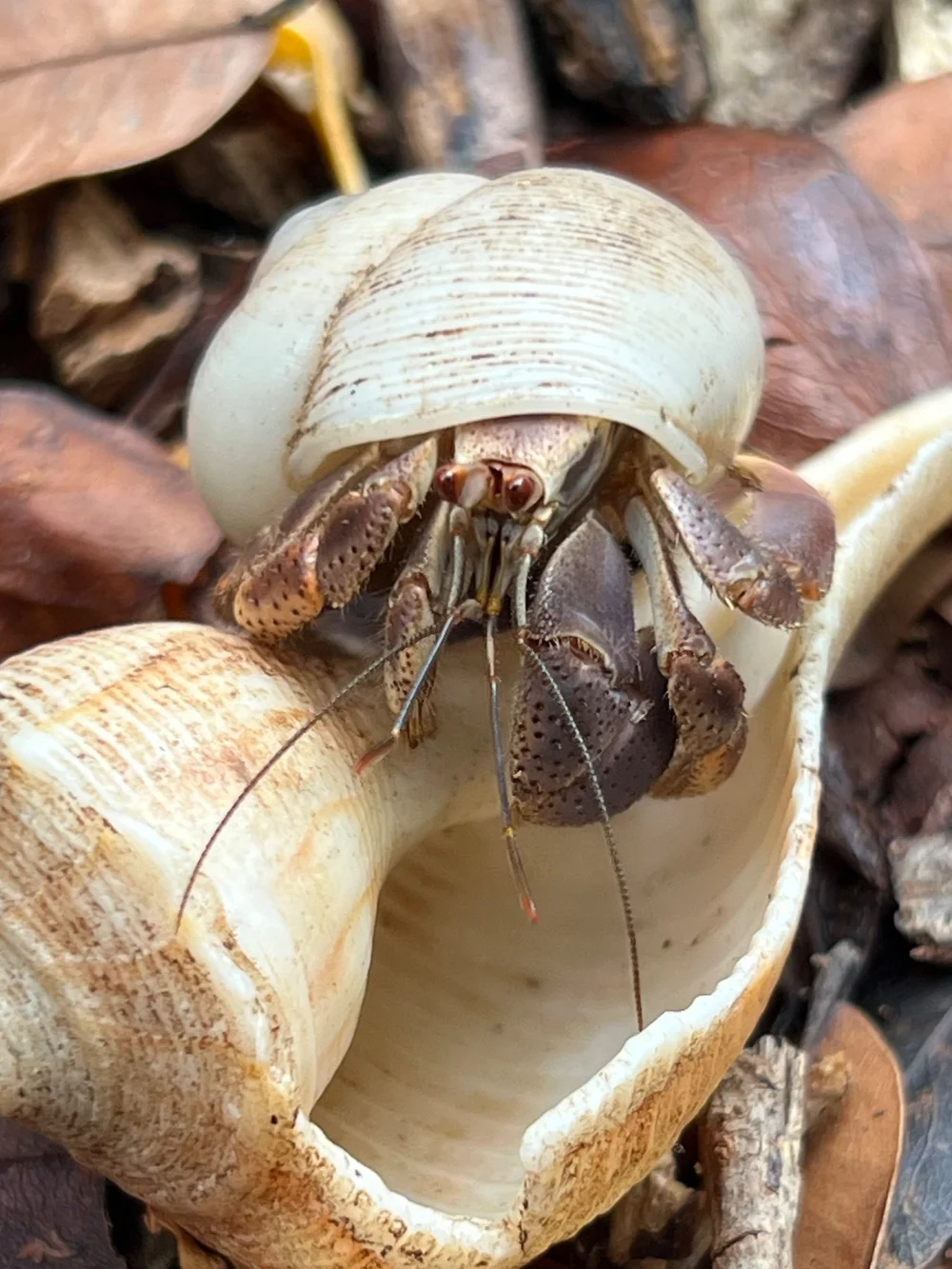 Crustacean Plantation Inc.