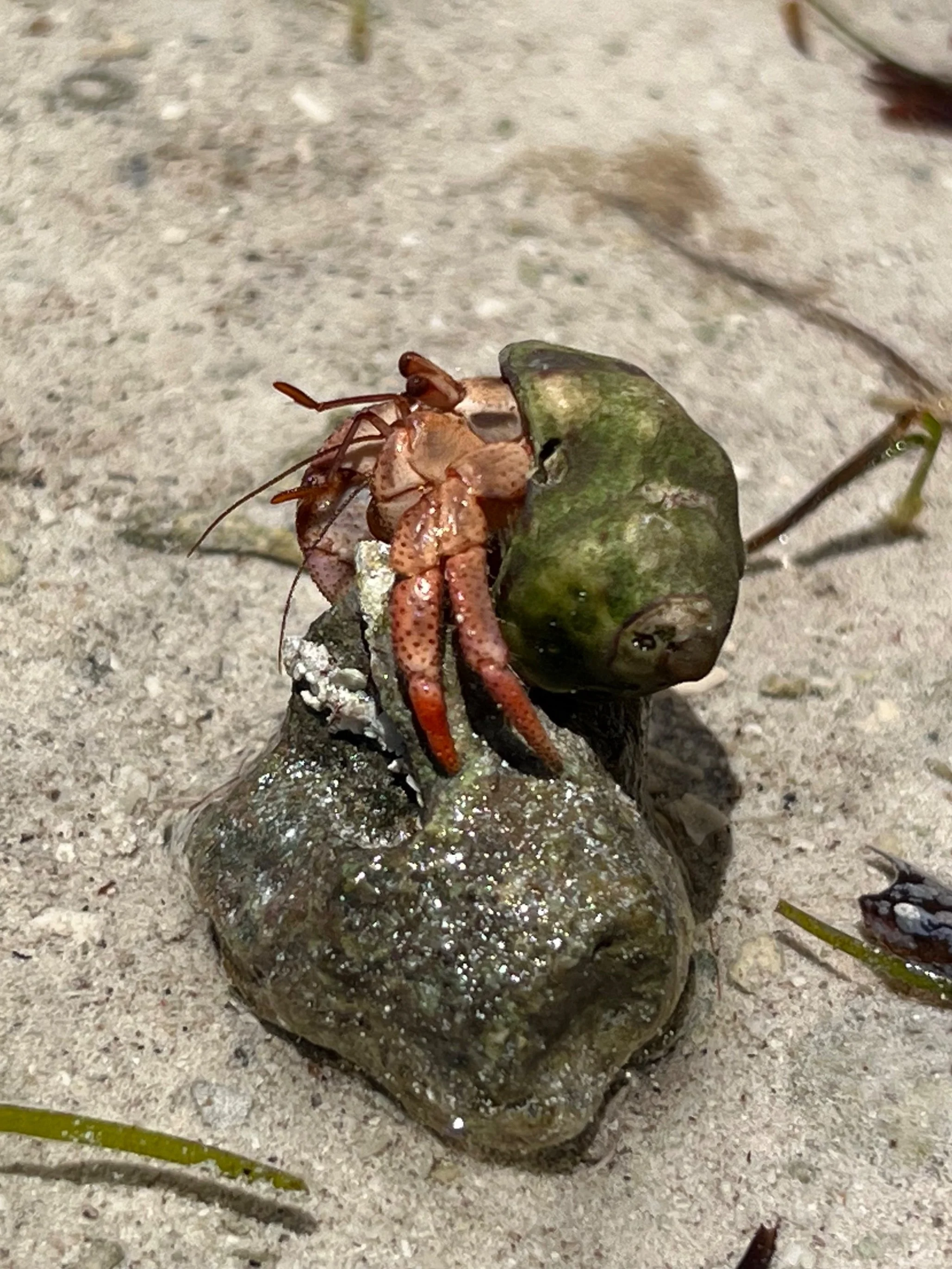 Crustacean Plantation Inc.