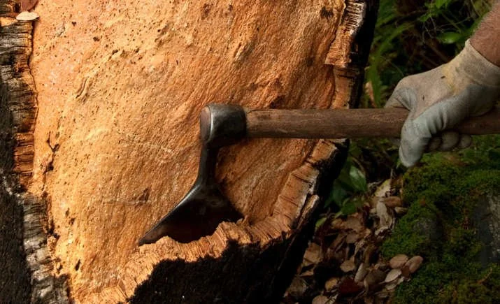 Cork: the world's most versatile and sustainable natural material ...
