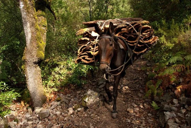 Cork: the world's most versatile and sustainable natural material ...