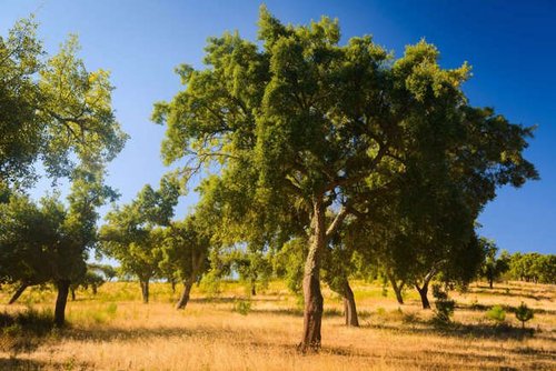 Cork: the world's most versatile and sustainable natural material ...