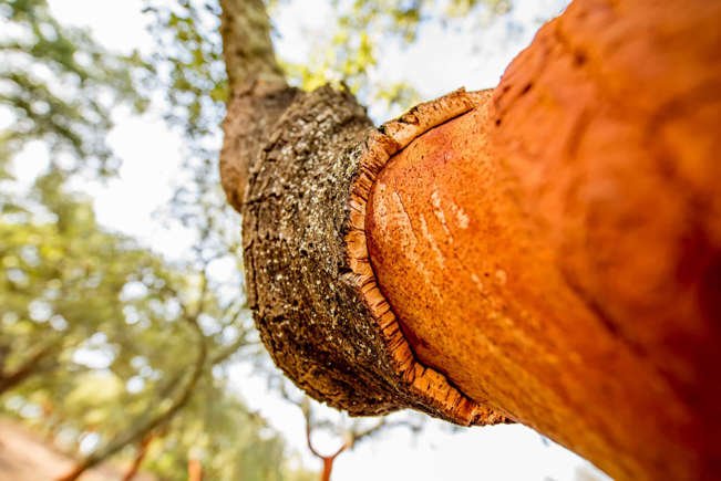 Cork: the world's most versatile and sustainable natural material ...
