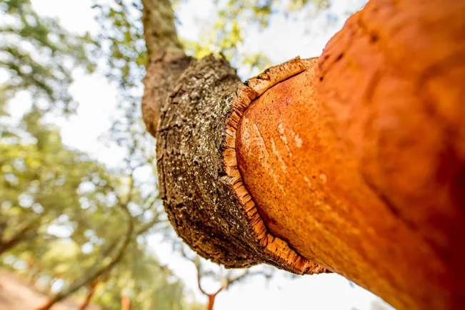 Cork: the world's most versatile and sustainable natural material ...