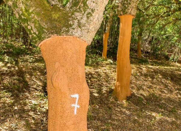Cork: the world's most versatile and sustainable natural material ...