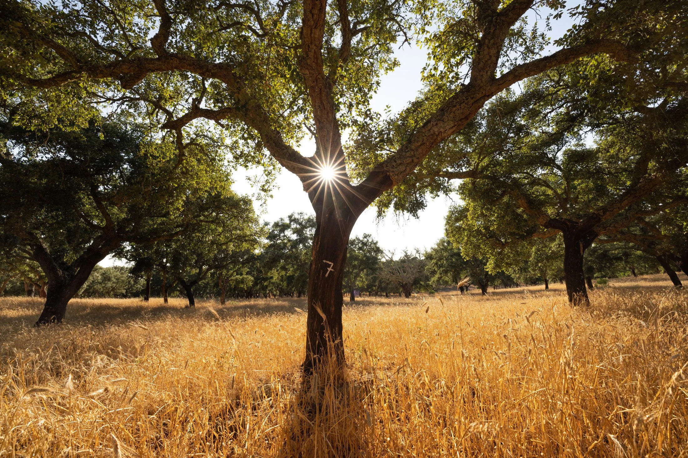 Cork Oak Trees — Natural Cork Council
