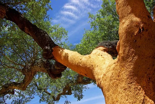 Cork: the world's most versatile and sustainable natural material ...