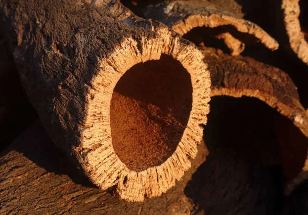 Cork: the world's most versatile and sustainable natural material ...
