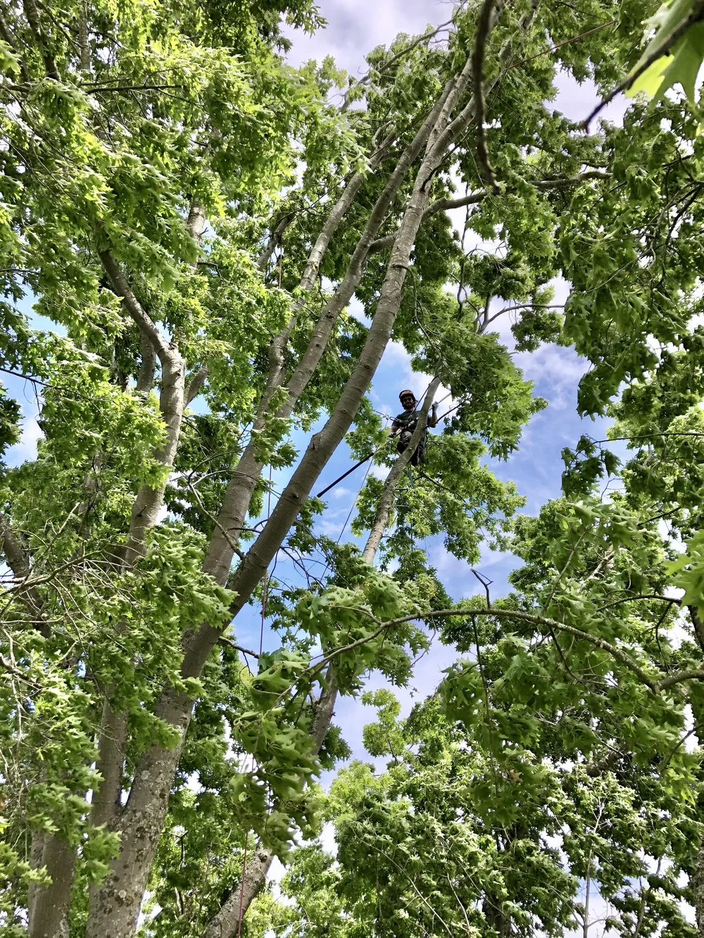 Natural Arboriculture