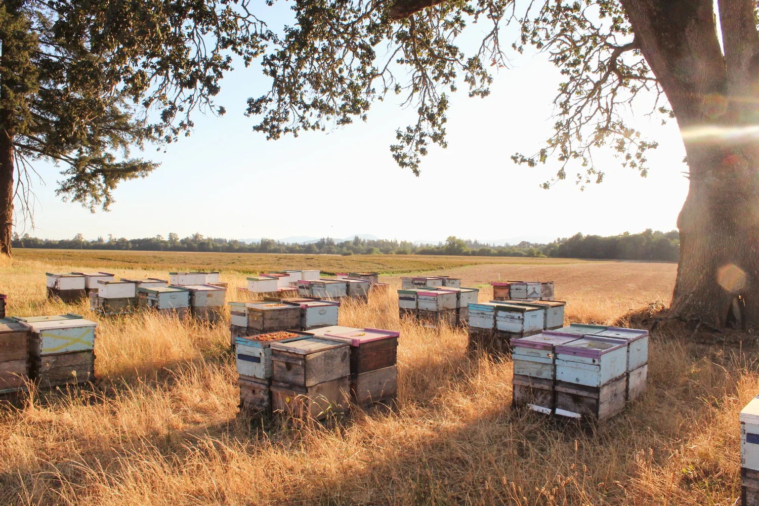 Oso Honey Farm
