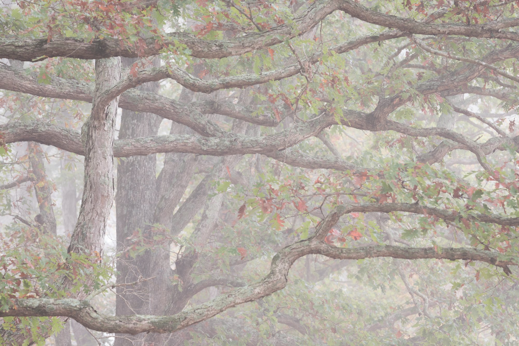 Private Workshops — Michele Sons Photography